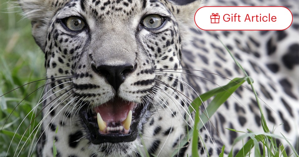 african leopard extinction