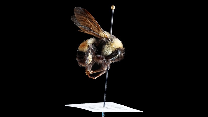 Insects Might Feel Pain. Should Scientists Care? - The Atlantic