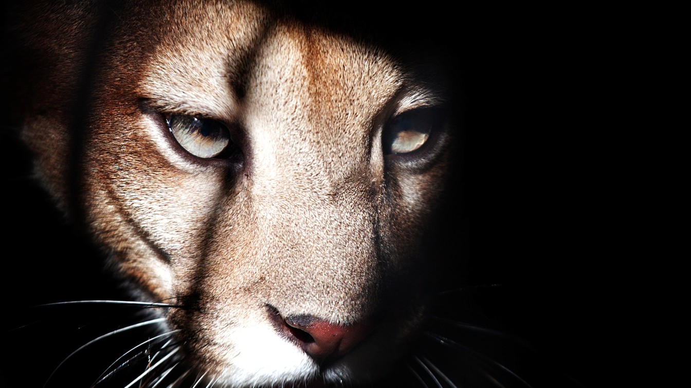 Humans Are the Scariest Predator - The Atlantic