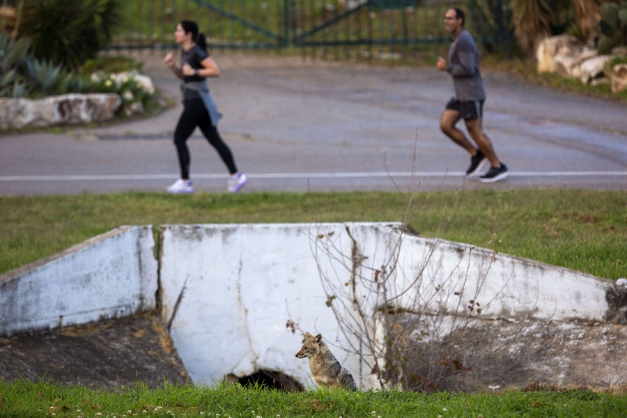 Photos: Jackals Roam Through a Quiet Tel Aviv Park - The Atlantic