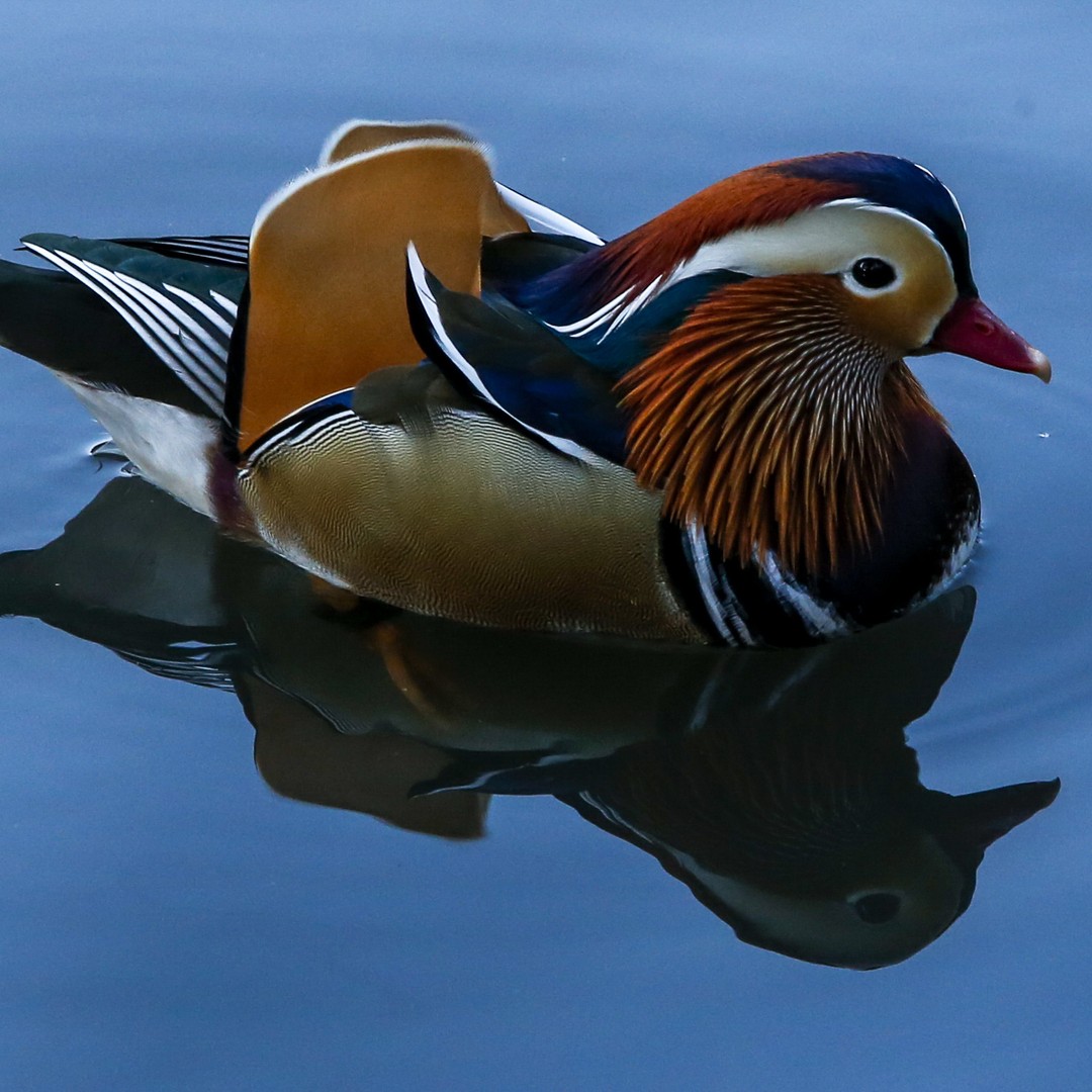 mandarin ducks