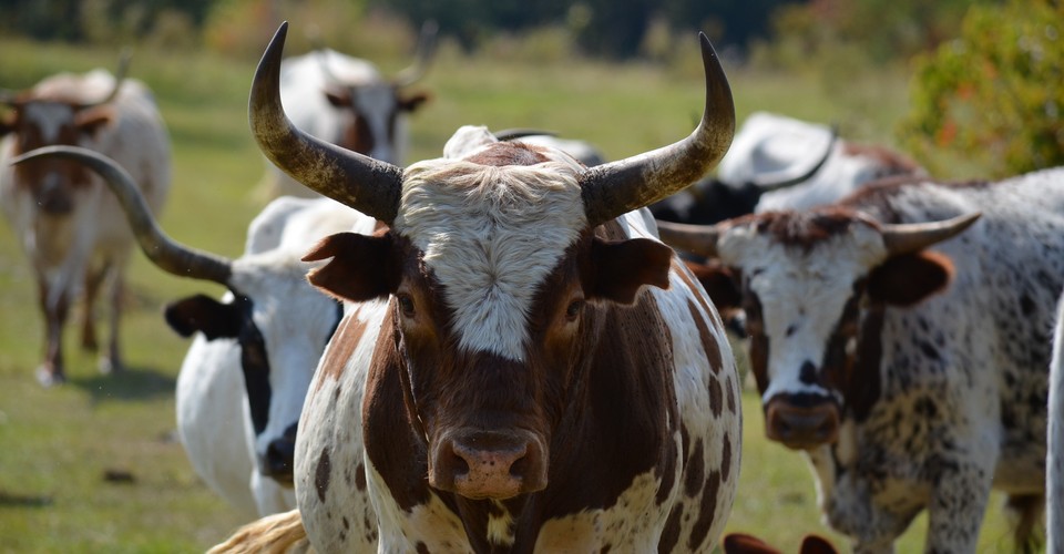 America's Disappearing Ancient 'Heritage' Dairy Cows - The Atlantic