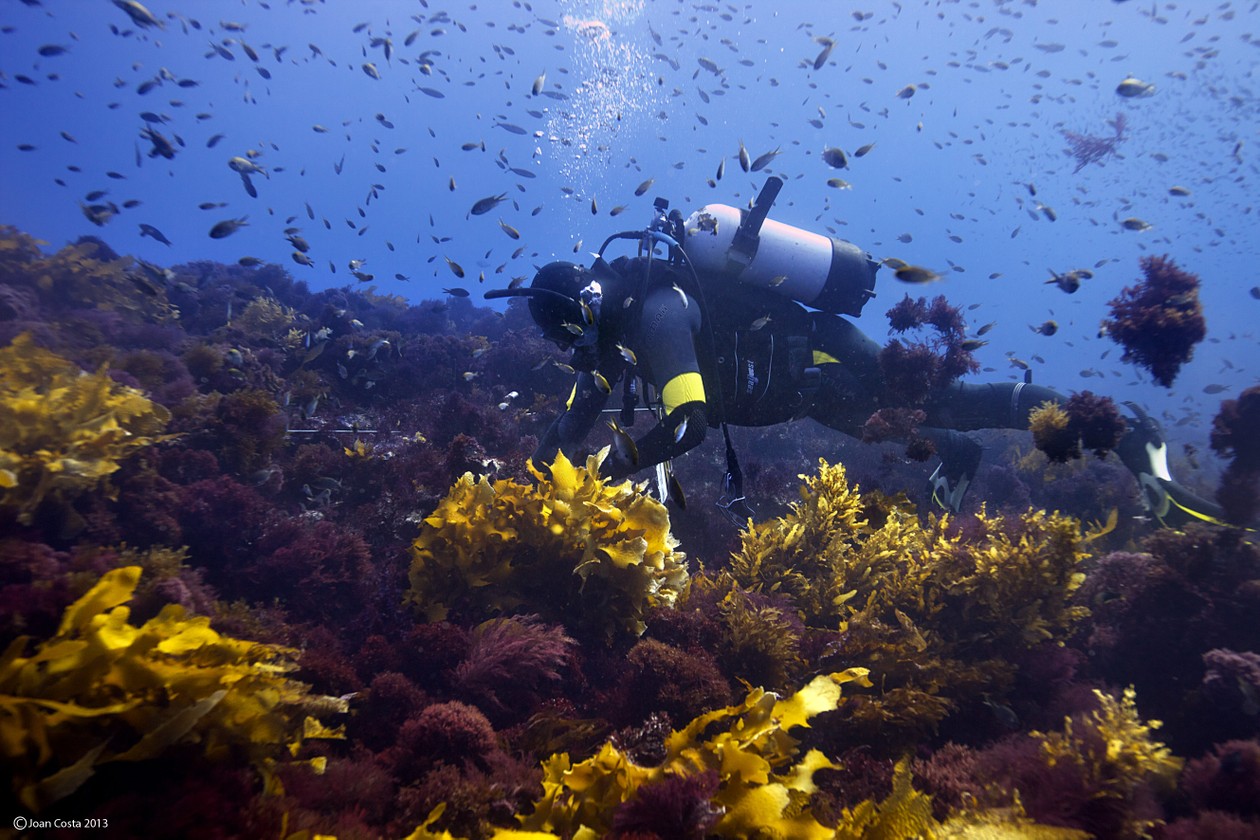 Australia’s Other Great Reef Is Also Screwed - The Atlantic