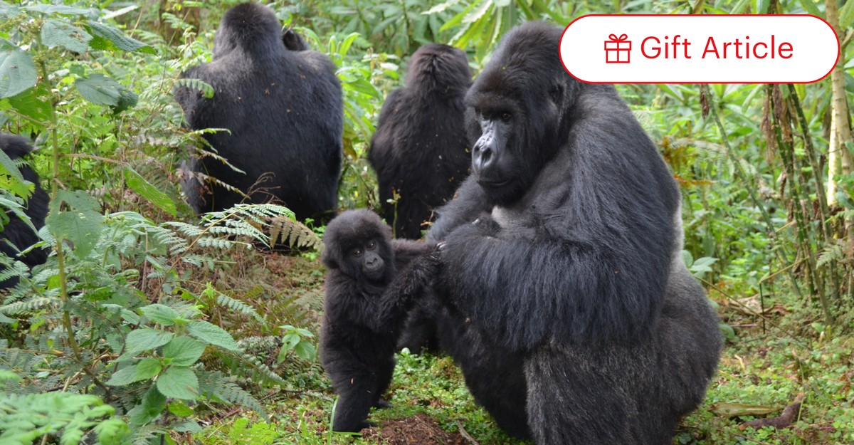 aggressive gorilla mating