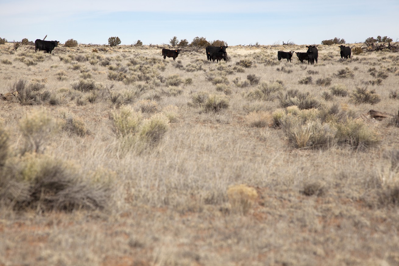The Navajo Families Who Sell High-End Beef - The Atlantic
