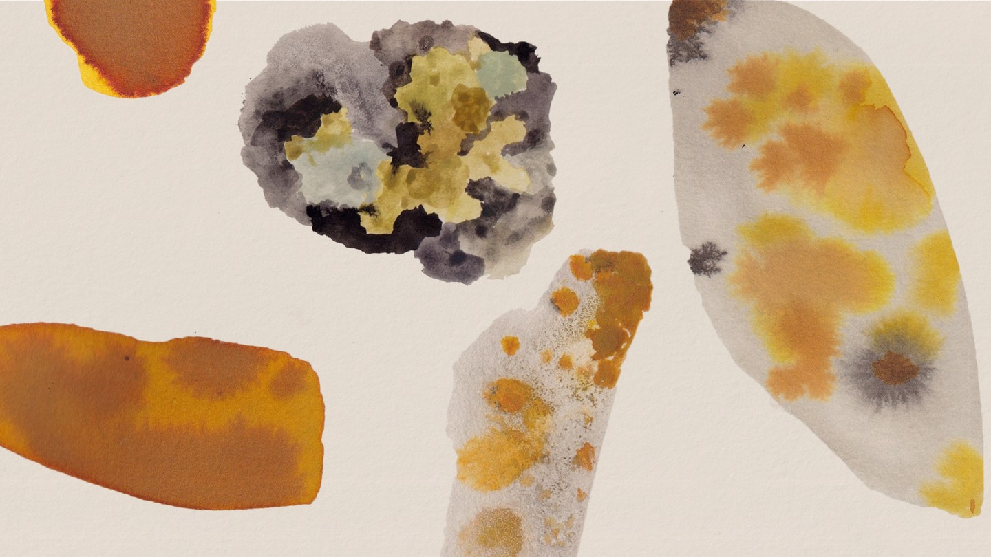 A Poem by Jane Hirshfield: 'For the Lichens' - The Atlantic