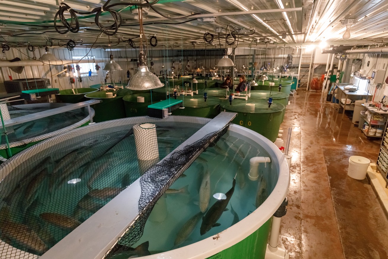 Aquabounty's Genetically Engineered Salmon Has an Uncertain Future ...