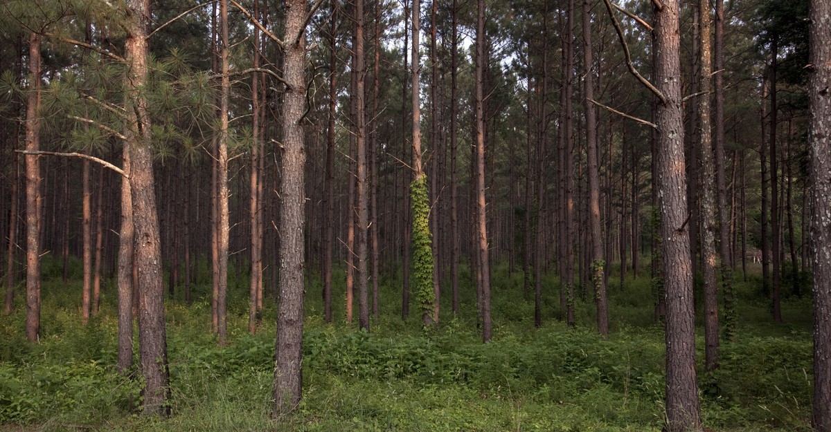 Scientists Are Moving Forests North - The Atlantic