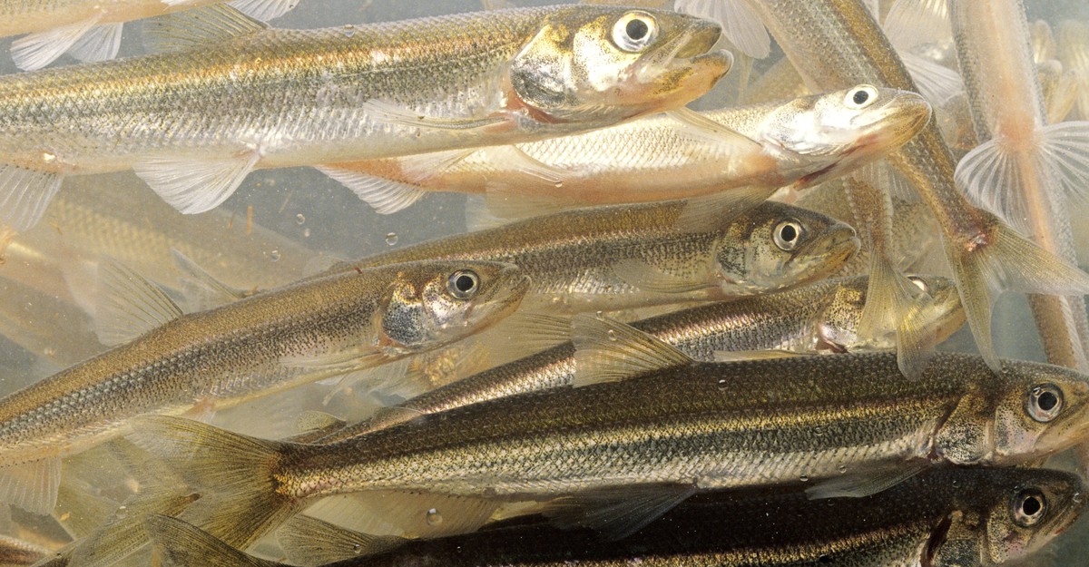 How a Gene Jumped Between Two Very Different Kinds of Fish - The Atlantic