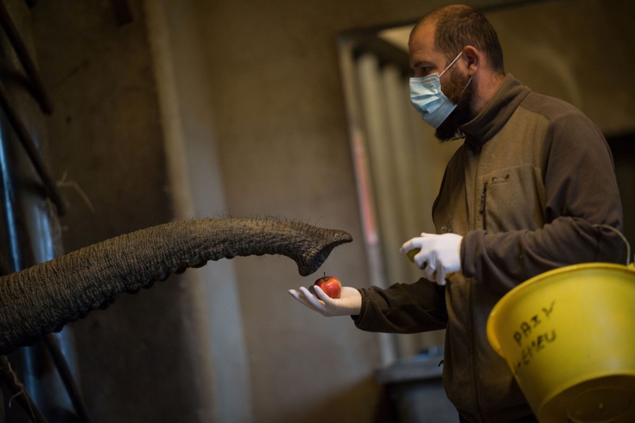 Photos: Animals During the Pandemic - The Atlantic