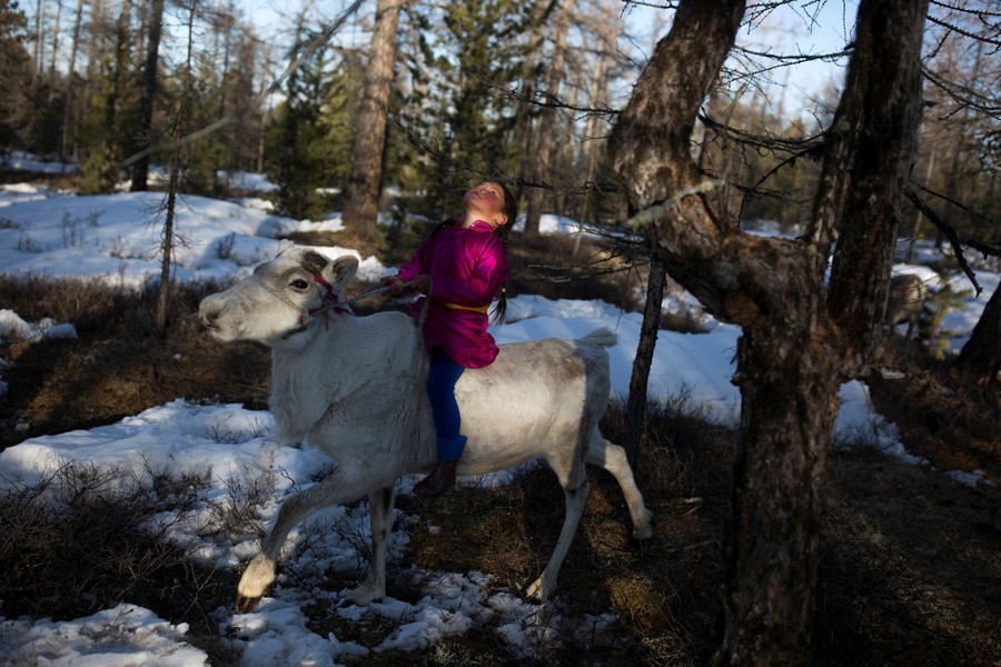 A Changing Way of Life for Mongolia’s Dukha Reindeer Herders - The Atlantic