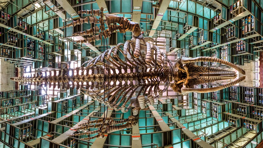 A Photo Appreciation of Libraries - The Atlantic