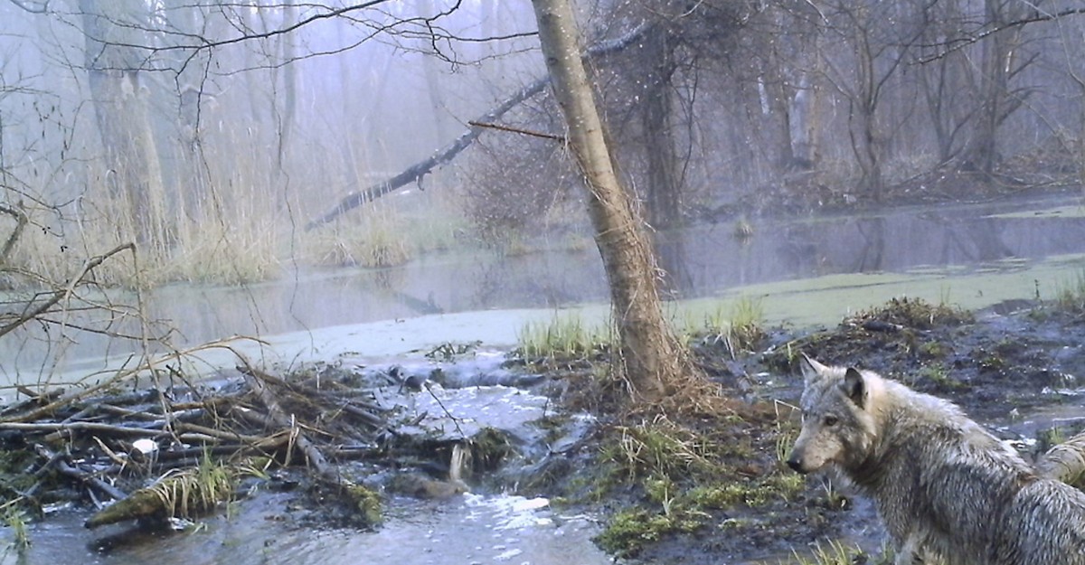 The Invisible Disaster That Still Haunts Europe - The Atlantic