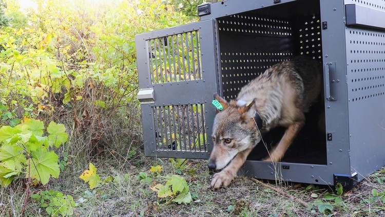 The Isle Royale Wolves and the Risks of Extinction - The Atlantic