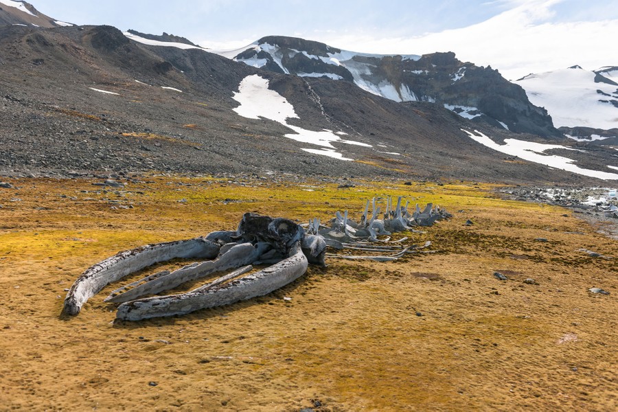 Scenes From Antarctica - The Atlantic