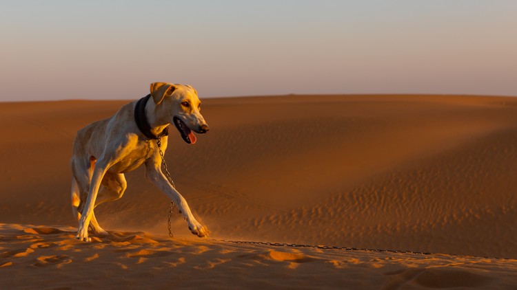 How Dogs on Mars Would Live - The Atlantic