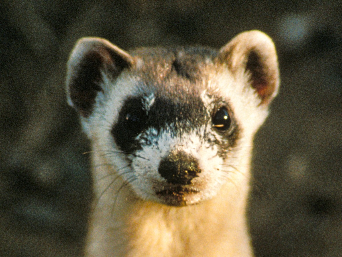 will ferrets kill moles