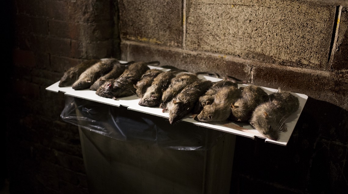 How Portland Lives With, Not Against, Its Rats - The Atlantic