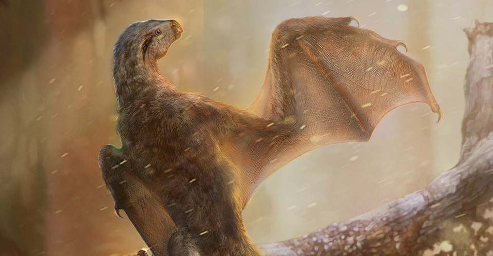 Ambopteryx, Another Bat-Winged Dinosaur, Has Been Found - The Atlantic