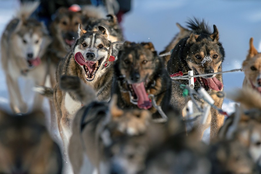 Scenes From the 2021 Iditarod Trail Sled Dog Race - The Atlantic