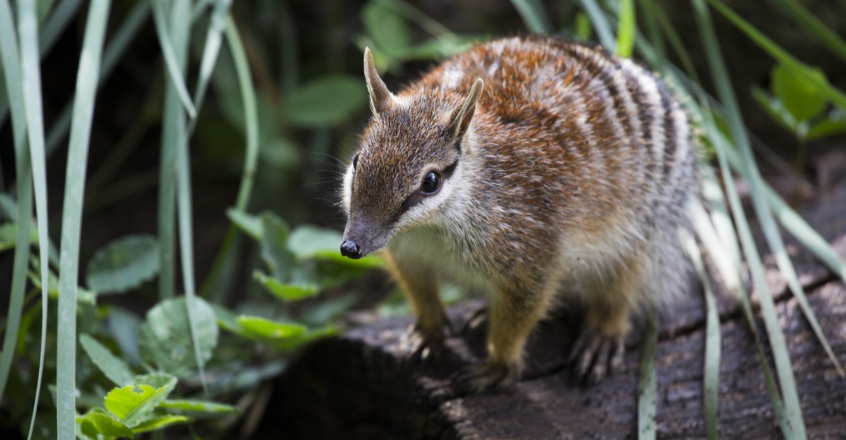 How Extinction Shaped the Australian Outback - The Atlantic