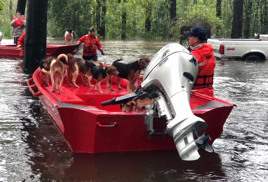 Hurricane Florence: Pet Rescues in Photos - The Atlantic