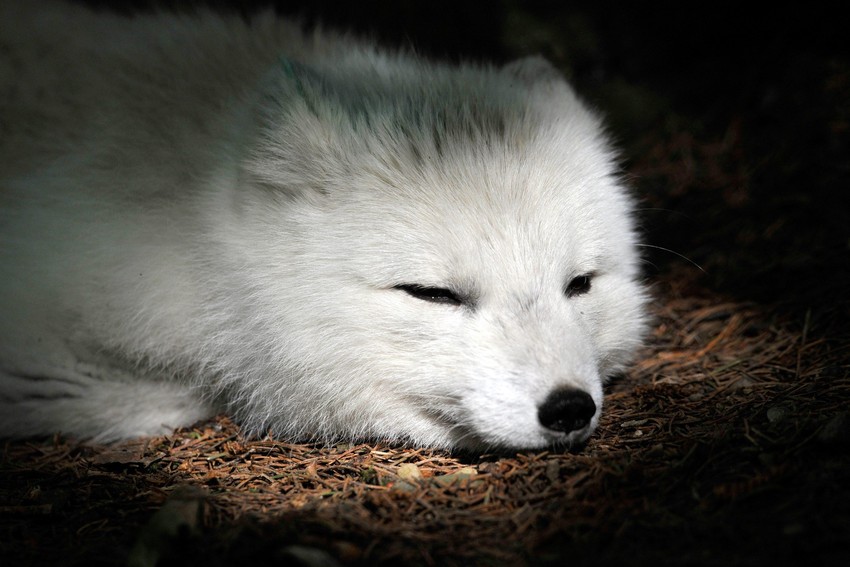 In a Less Snowy World, Can White-Coated Animals Survive? - The Atlantic