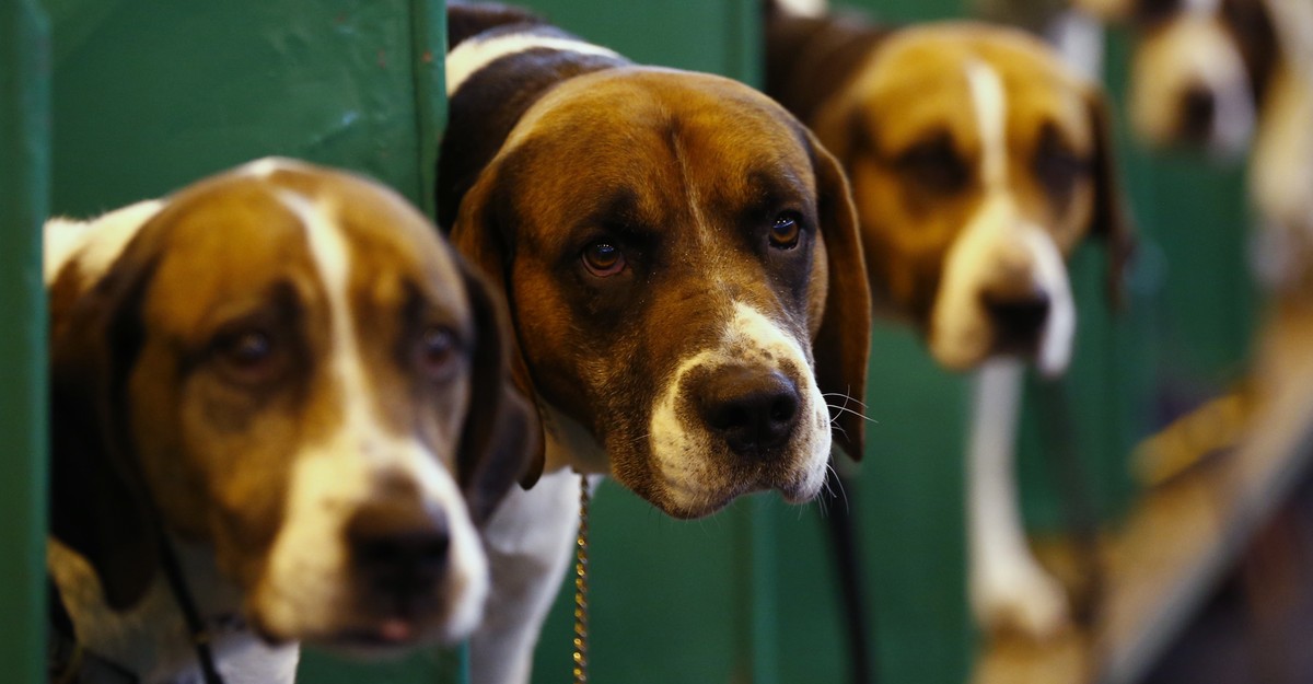 The Promise of Dognition.com: Play With Your Dog, For Science - The ...