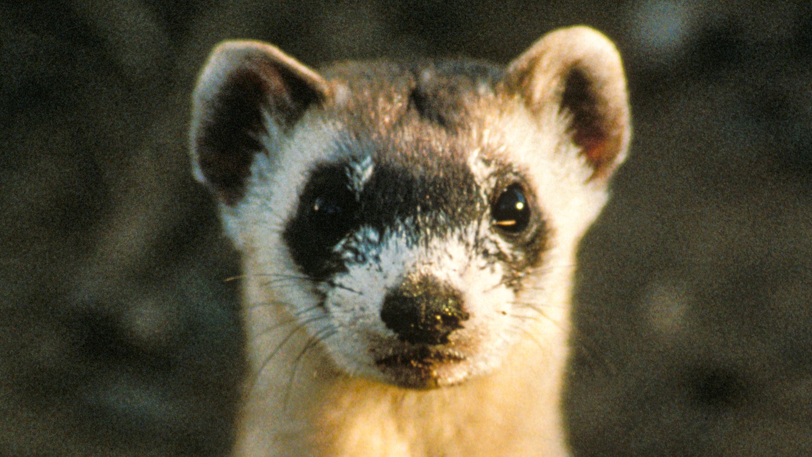 Female Ferret Die Without Mate