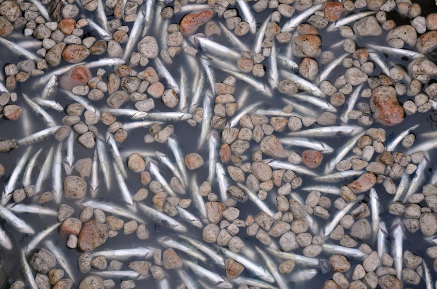 Volcanic Ash and Pumice From Puyehue - The Atlantic