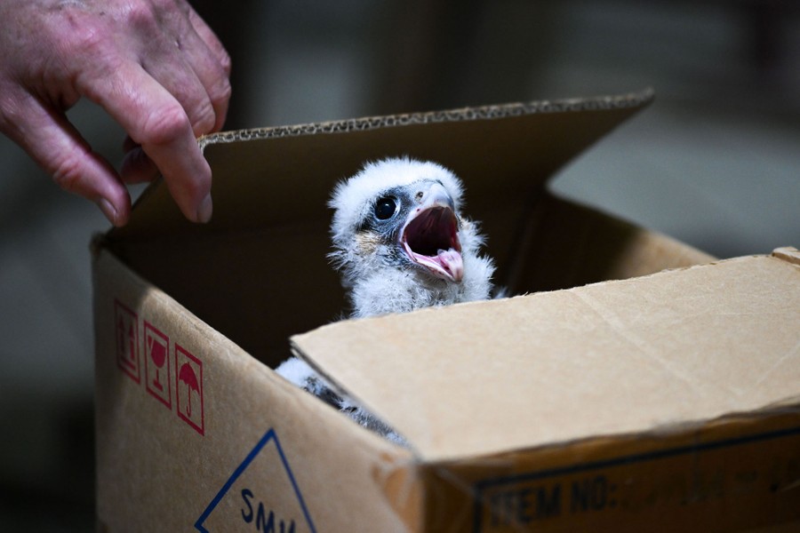 Photos of the Week: Folly Field, Falcon Box, Fountain Fun - The Atlantic