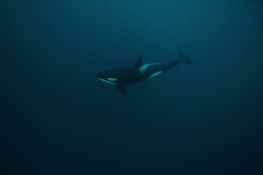 북극의 밤(Polar Nights) 동안 범고래와 수영 : 네이버 블로그