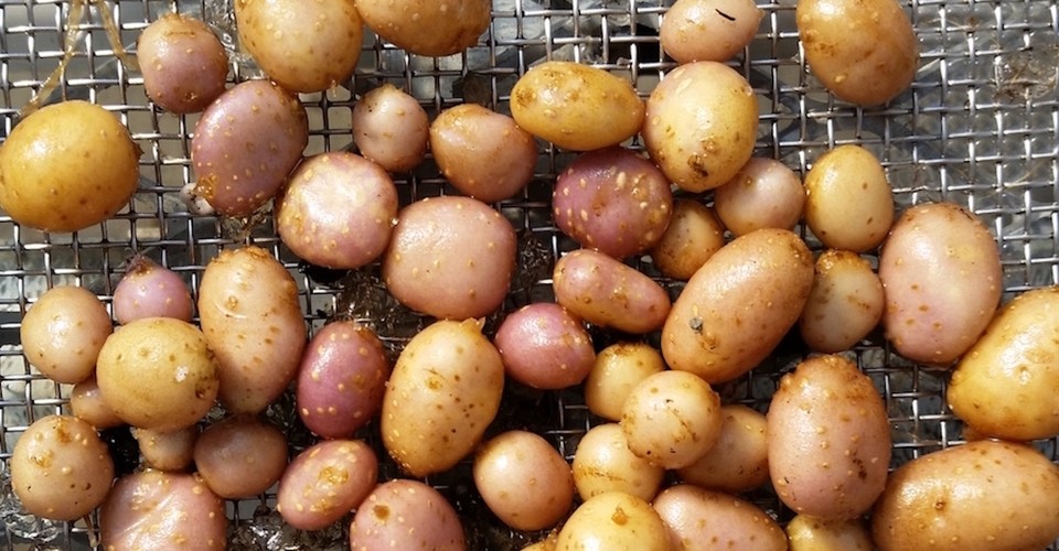 The Persistence of North America's Oldest Potato - The Atlantic