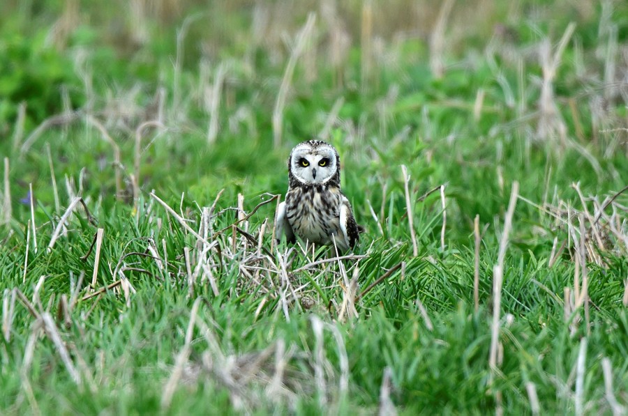 Photos of the Week: a Welsh Owl, a Belgian Bat, an Alabamian Bee - The ...