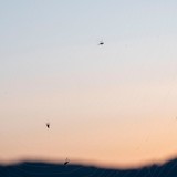 Ruth Awad, The Atlantic