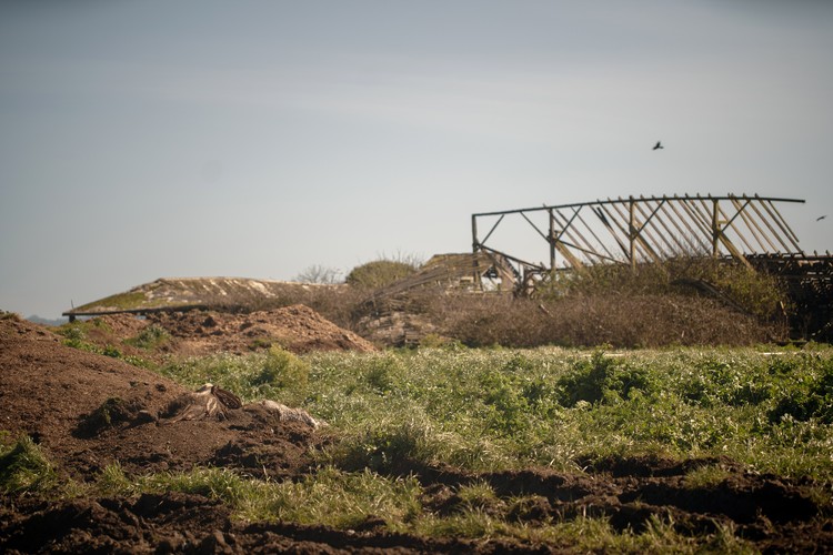 The Suffering Behind ‘Humane,’ Organic Milk - The Atlantic