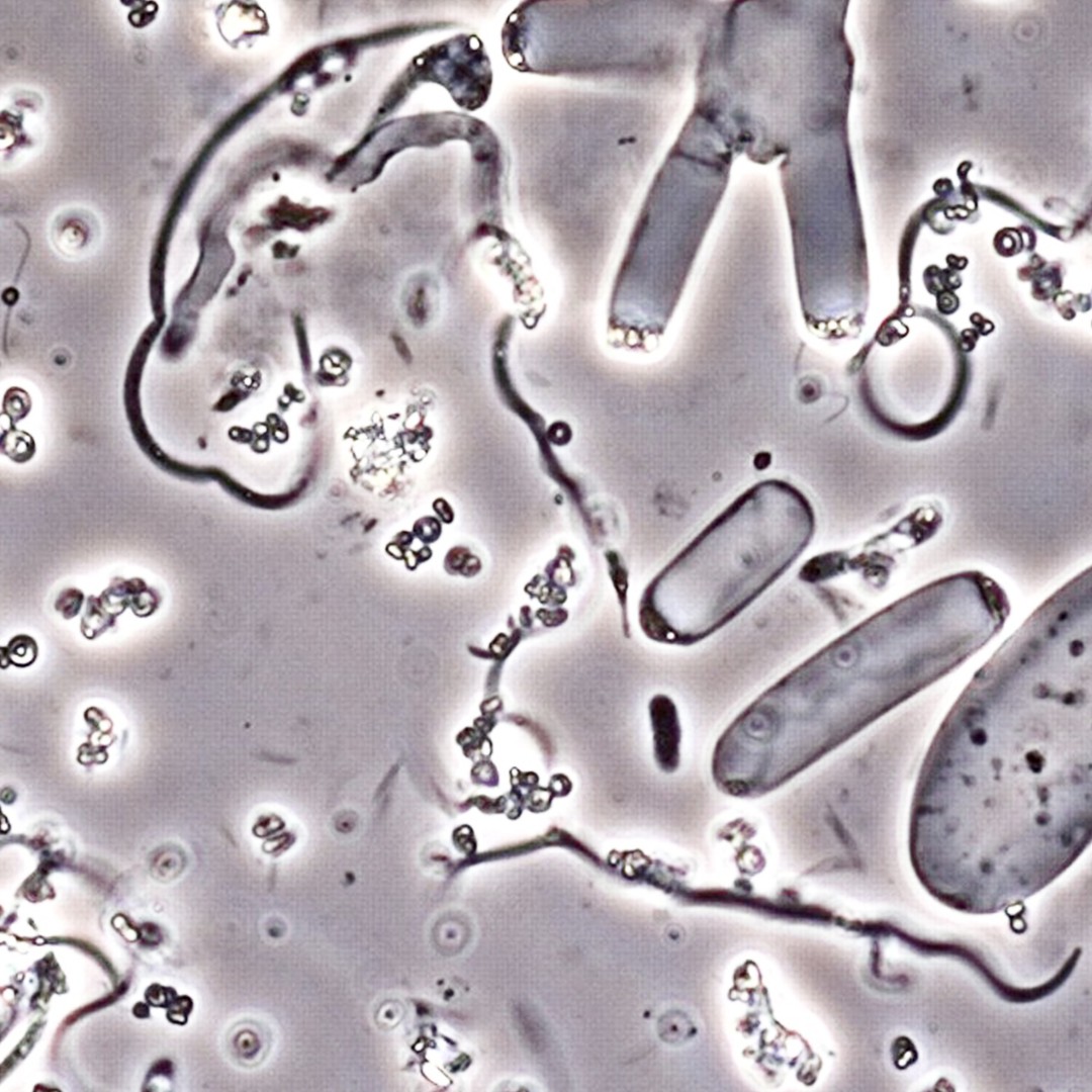 bacillus shape crossword