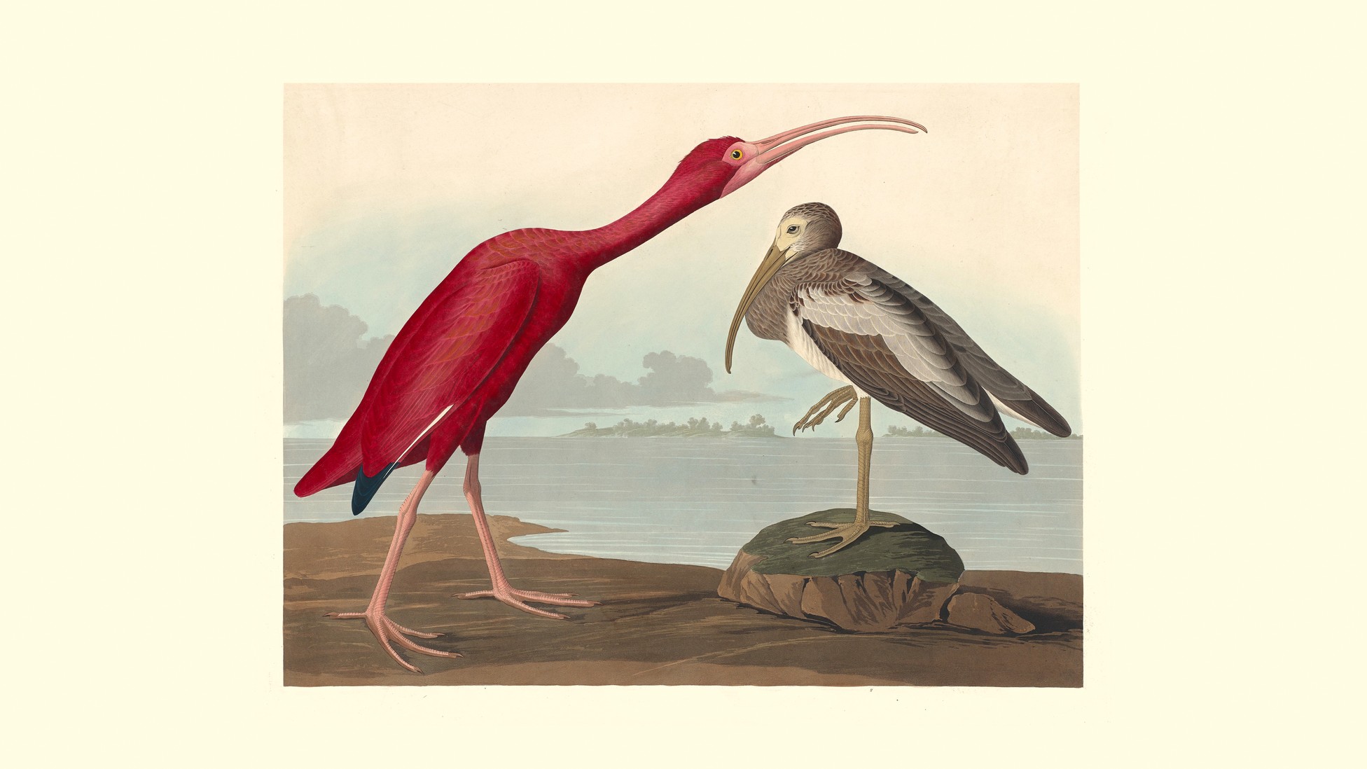 James Hurst: The Scarlet Ibis - The Atlantic