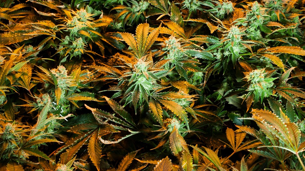 Marijuana Is Too Strong Now - The Atlantic