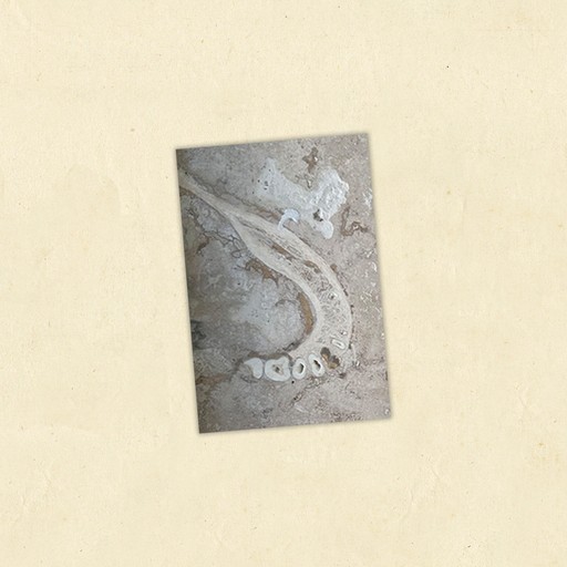 A Dentist Found a Jawbone in a Floor Tile - The Atlantic