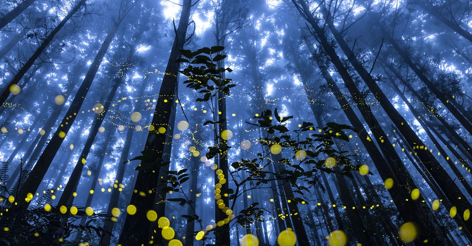 Winners of the 2024 International Landscape Photographer of the Year ...