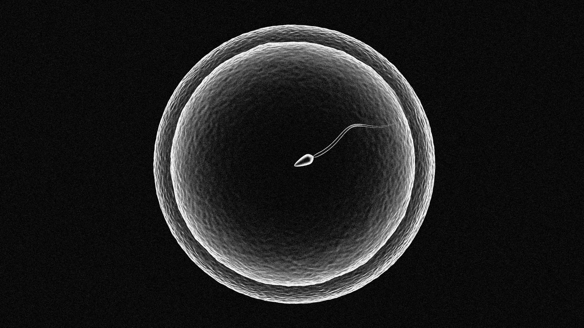 How Can You Part With the Embryo That Could Have Been Your Child? - The ...