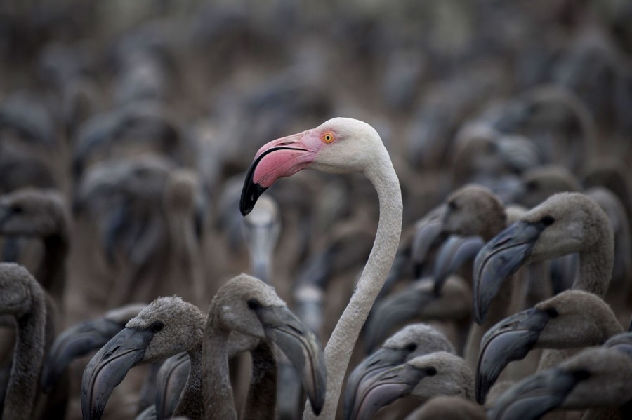 Photos: A Flamboyance of Flamingos - The Atlantic