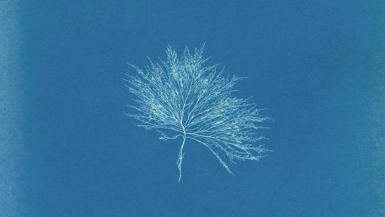 What’s Poisoning These Scientists’ Lab Experiments? - The Atlantic