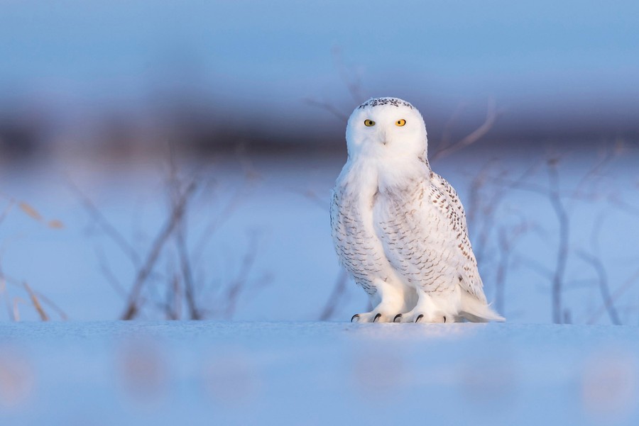 Superb Owl Sunday II - The Atlantic