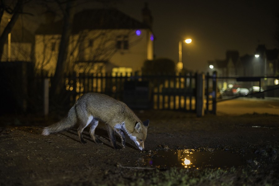 Photos: London’s Urban Foxes - The Atlantic