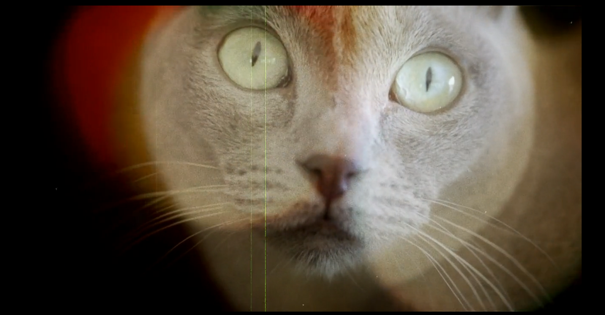 A Psychedelic 1970s-Style Anti-Drug Film Targets... Catnip - The Atlantic
