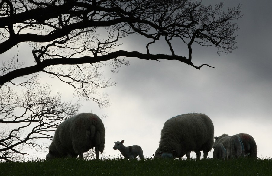 Signs of Spring - The Atlantic