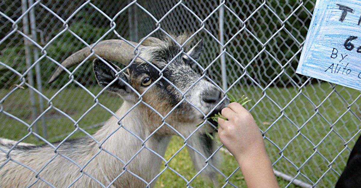 A Chicago Cubs Victory Puts an End to the Curse of the Billy Goat - The ...