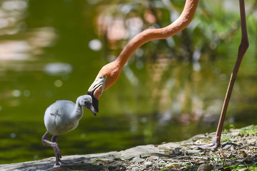 Photos of the Week: Swirling Embers, Solar Challenge, Manhattan ...